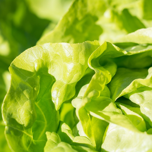 Salade verte – Presto In Casa